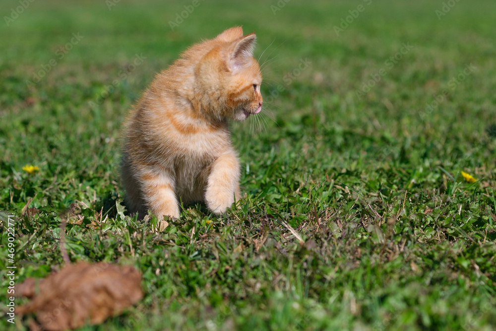 Beautiful, sweet and cute ginger kitten portraits Stock Photo | Adobe Stock