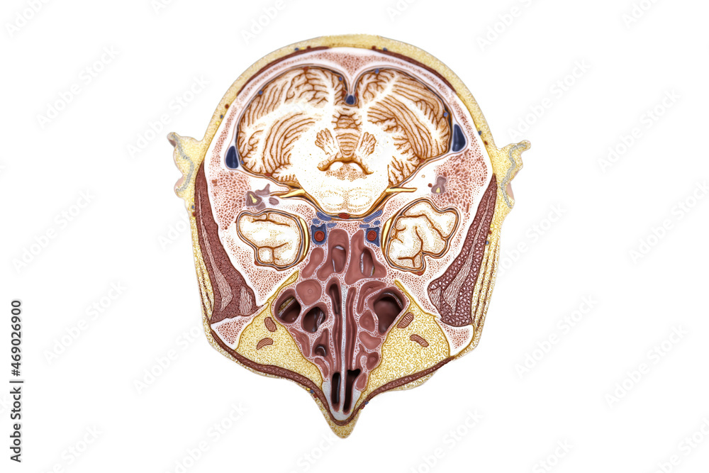 The horizontal section through the human head model plate 9 from 11 ...