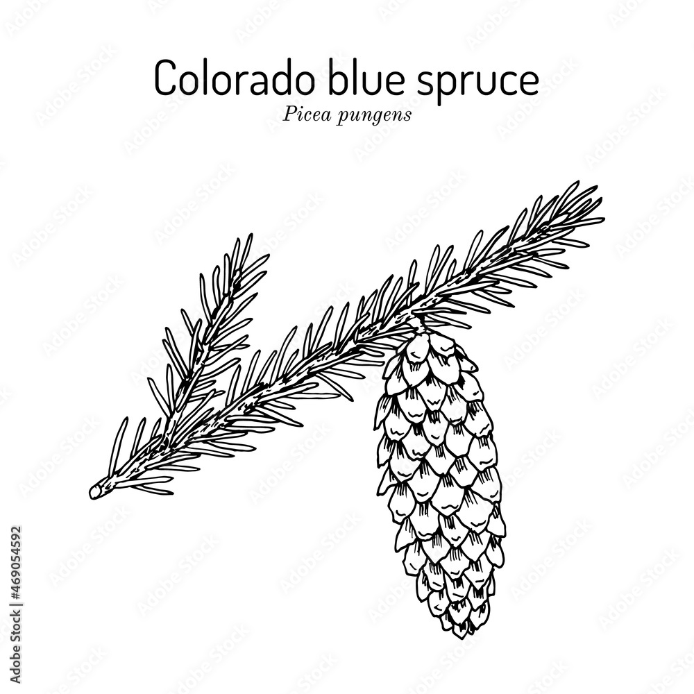 Blue spruce Picea pungens , state tree of Colorado Stock Vector | Adobe ...