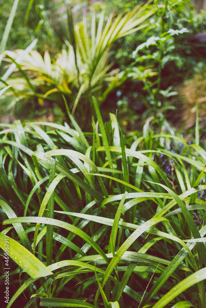 palm tree and ferns in idyllic sunny backyard with lots of tropical ...