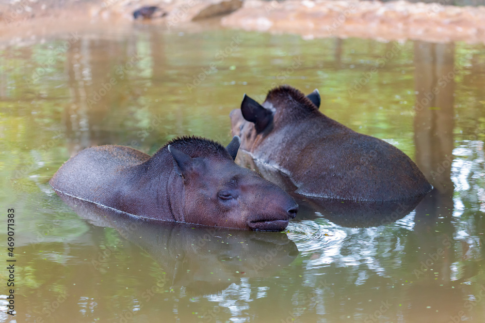 Tapir Baird's herbivorous mammal, similar in shape to a pig, with a ...