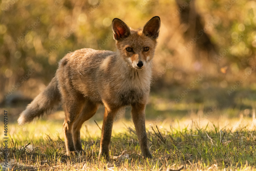 zorro común o zorro rojo en el bosque mediterráneo (Vulpes vulpes ...