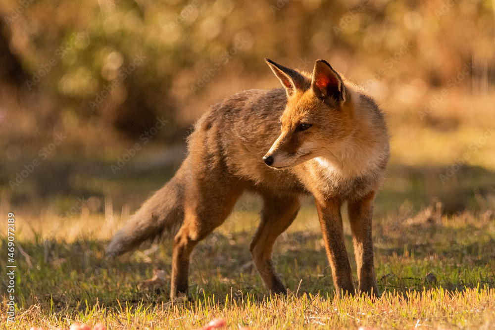zorro común o zorro rojo de perfil en el claro del bosque (Vulpes ...