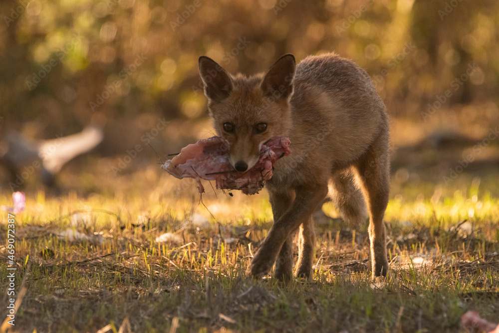 zorro común o zorro rojo con un trozo de ave en la boca (Vulpes vulpes ...
