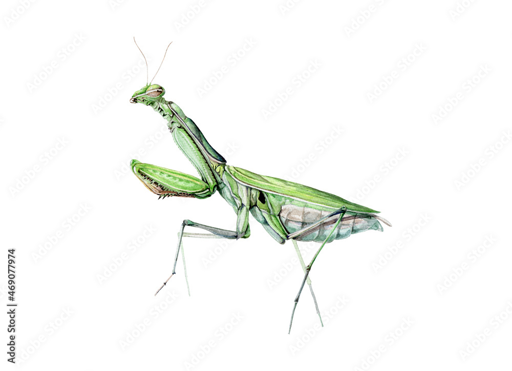 Green mantis watercolor illustration. Hand drawn praying predator ...