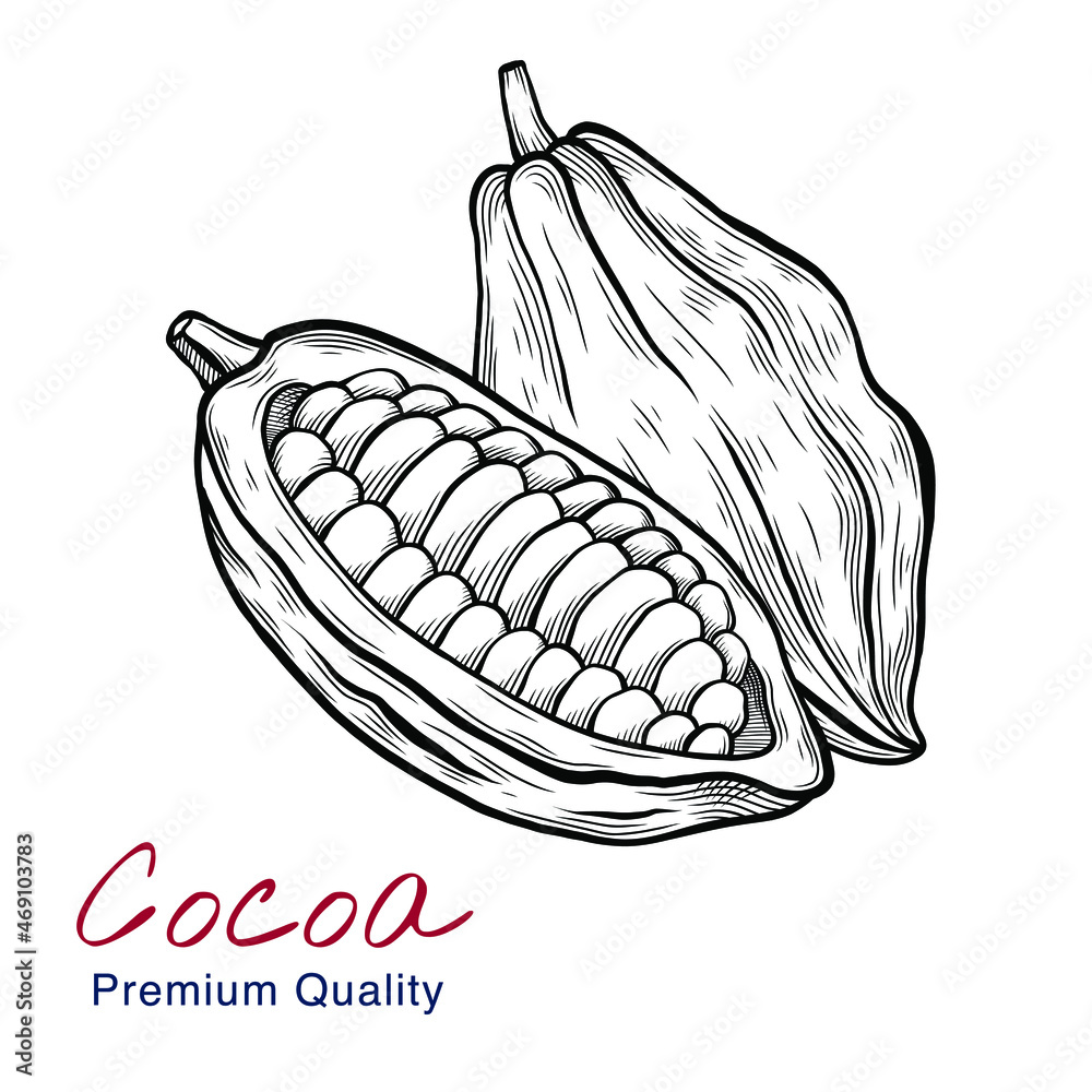 Vector sketch illustration of cocoa and chocolate set drawing isolated ...