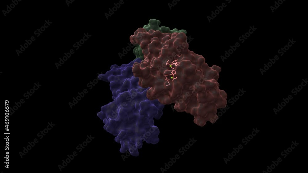 Crystal structure of CDK4 (pink) in complex with cyclin D1 (blue) and ...
