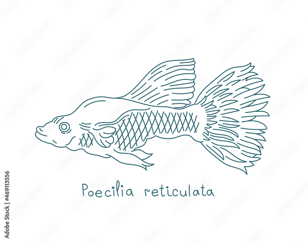 The guppy. Poecilia reticulata, also known as millionfish and rainbow ...