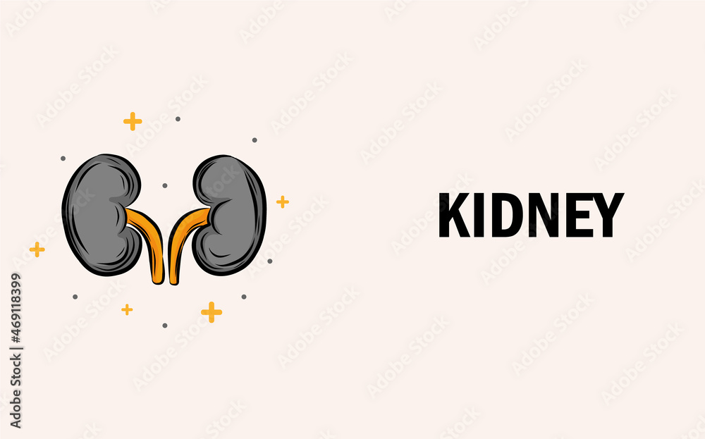 Human kidney and treatment with cute. A concept hospital for wallpaper ...