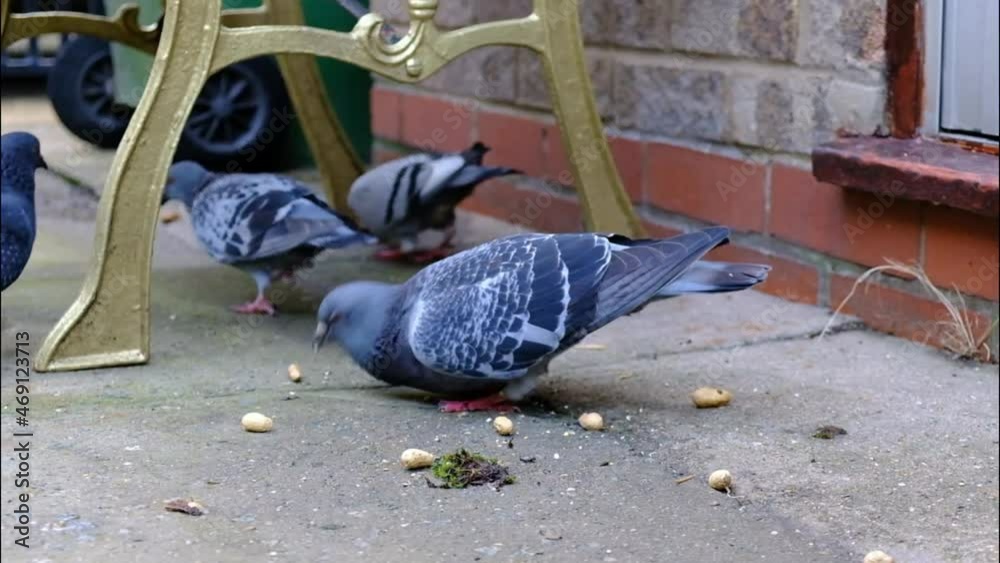 Feral pigeons in flock feeding on nuts and seed in urban house garden ...