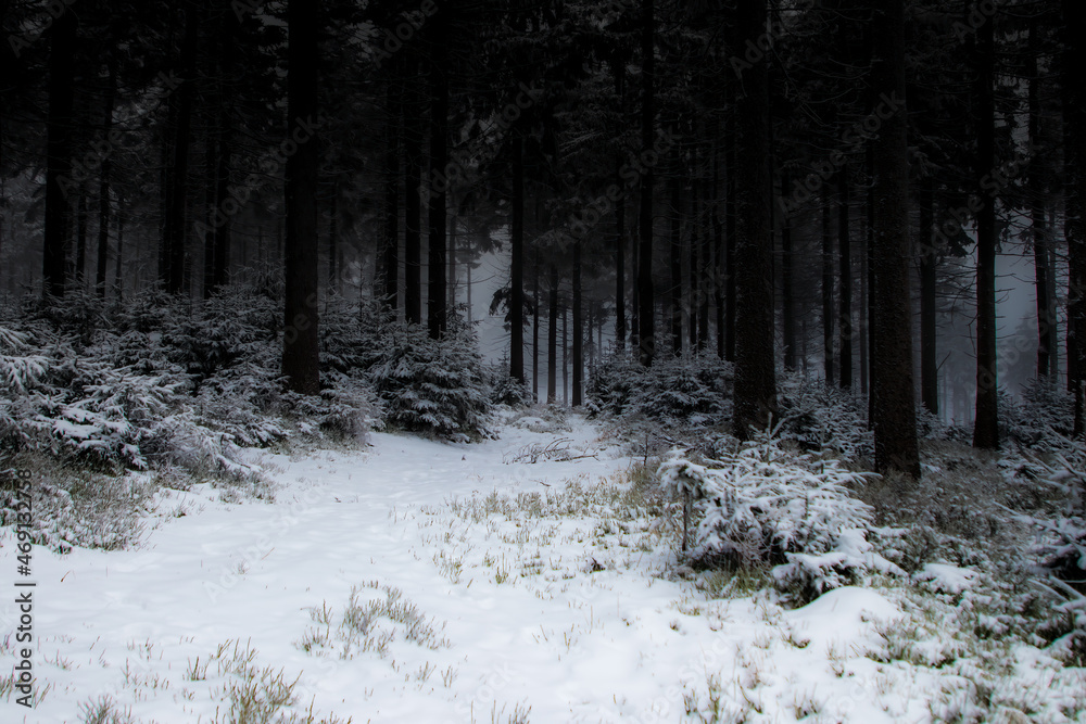 Dark forest at dawn in winter - gloomy view, atmosphere of horror ...