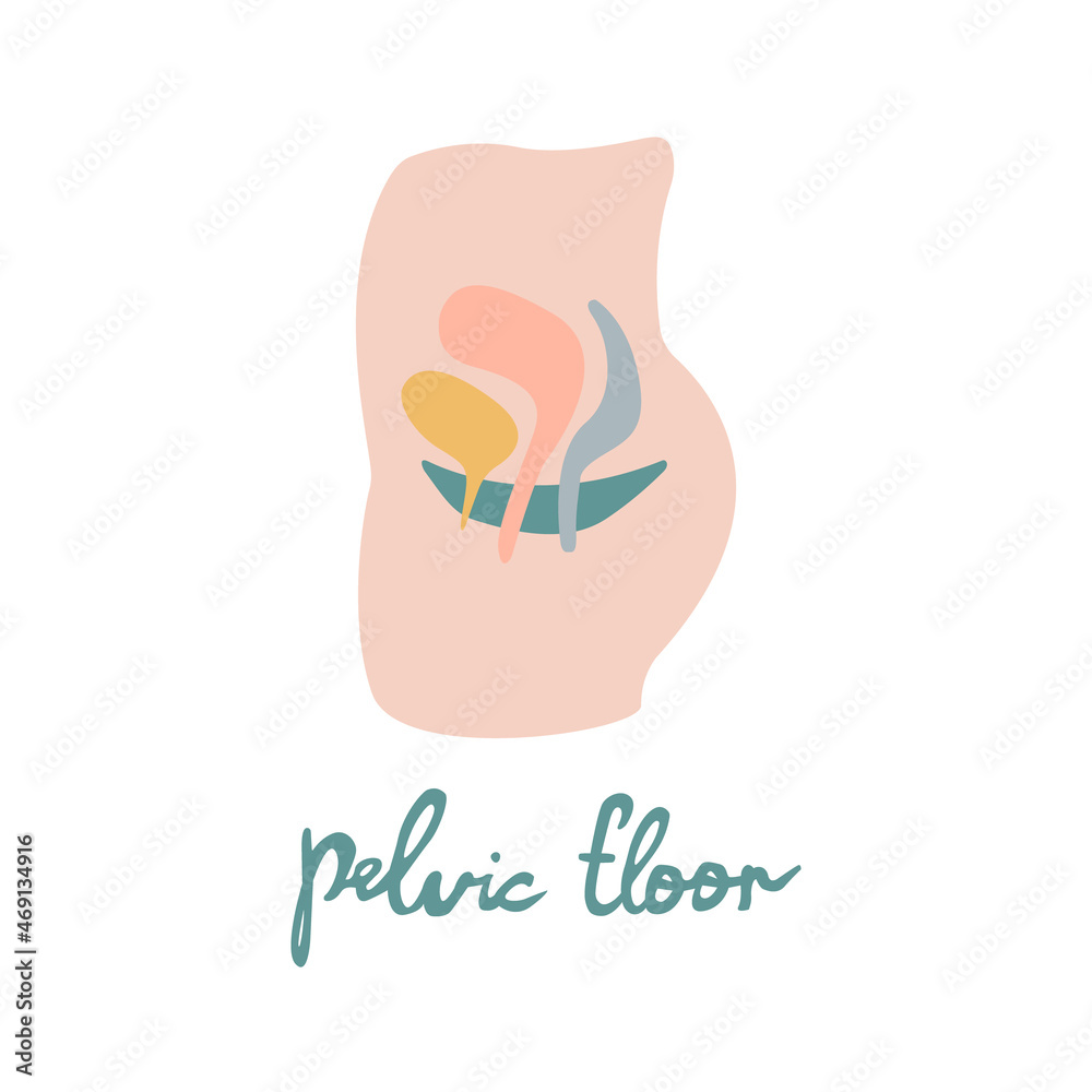 Female pelvic organs flat illustration. Women reproductive health. Can ...