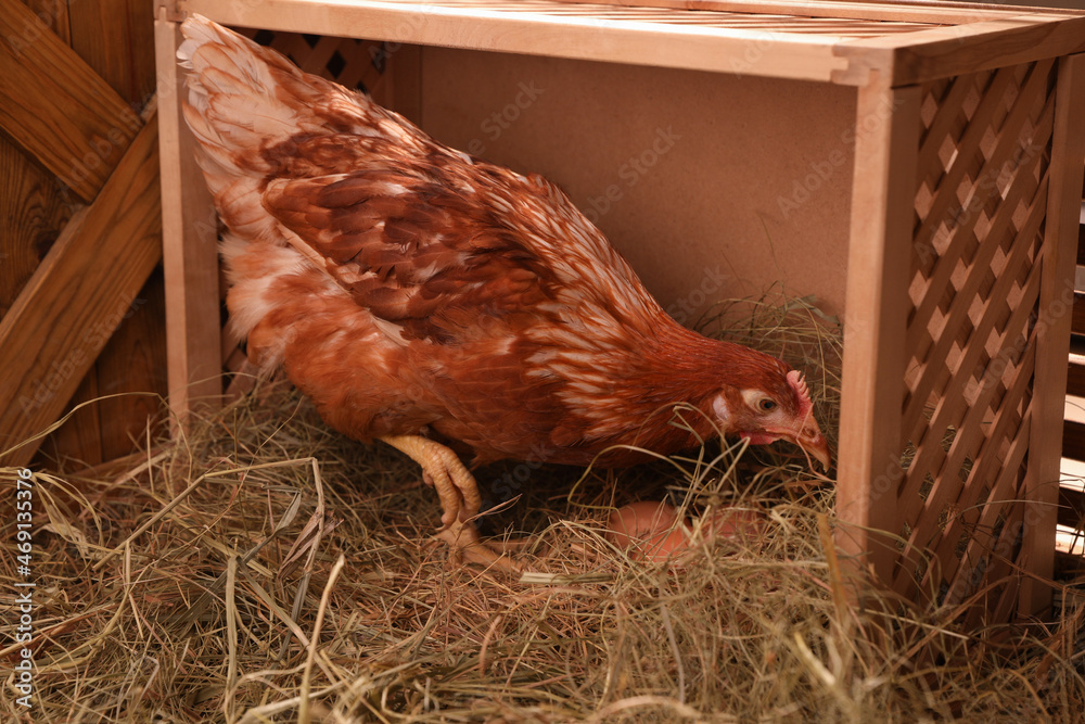 Beautiful chicken in nesting box with eggs inside of henhouse Stock ...