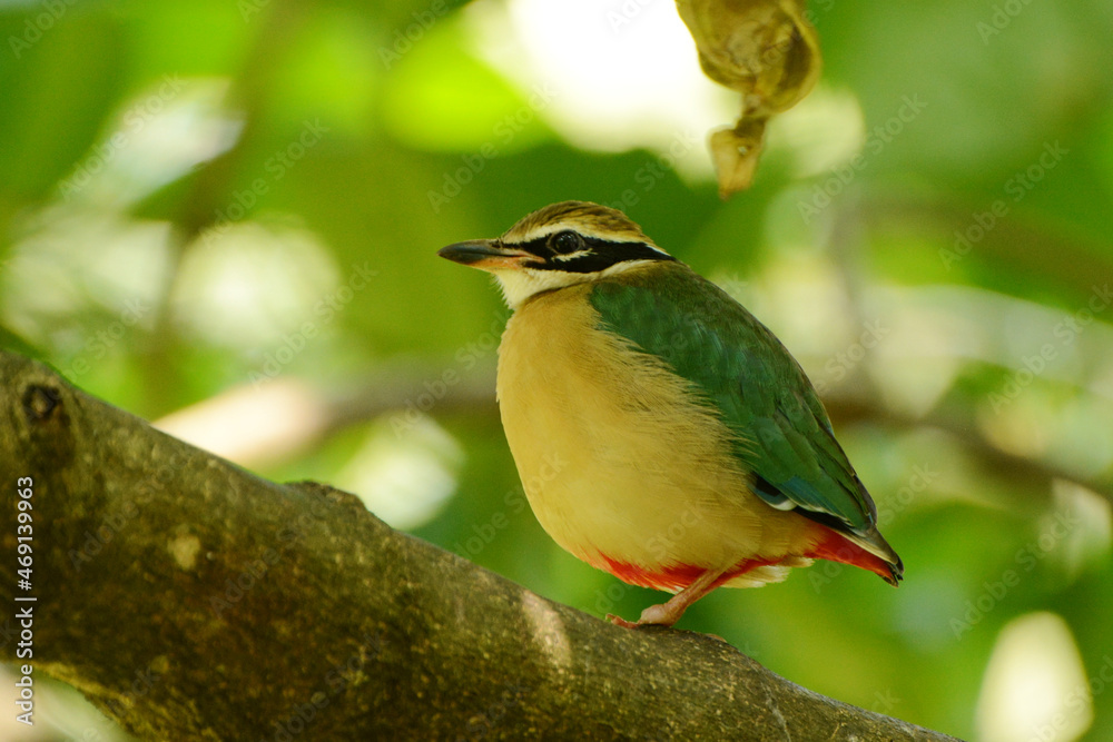 Indian Pitta (Pitta brachyura) perched on a branch at Royal Botanical ...
