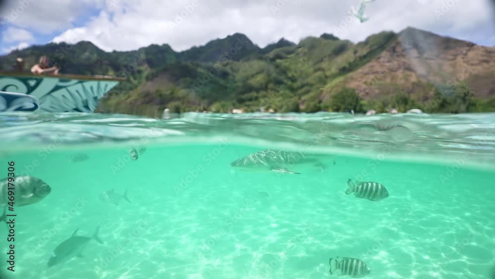 Underwater Tahiti. Tropical fish and sting ray swim next to snorkel ...