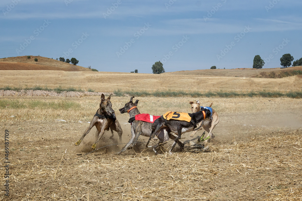 Cuatro galgos españoles de pura raza peleando por la presa en la ...