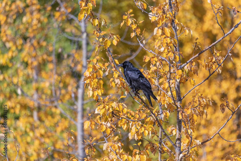 Wild raven seen in fall, autumn in northern Canada. Yellow background ...