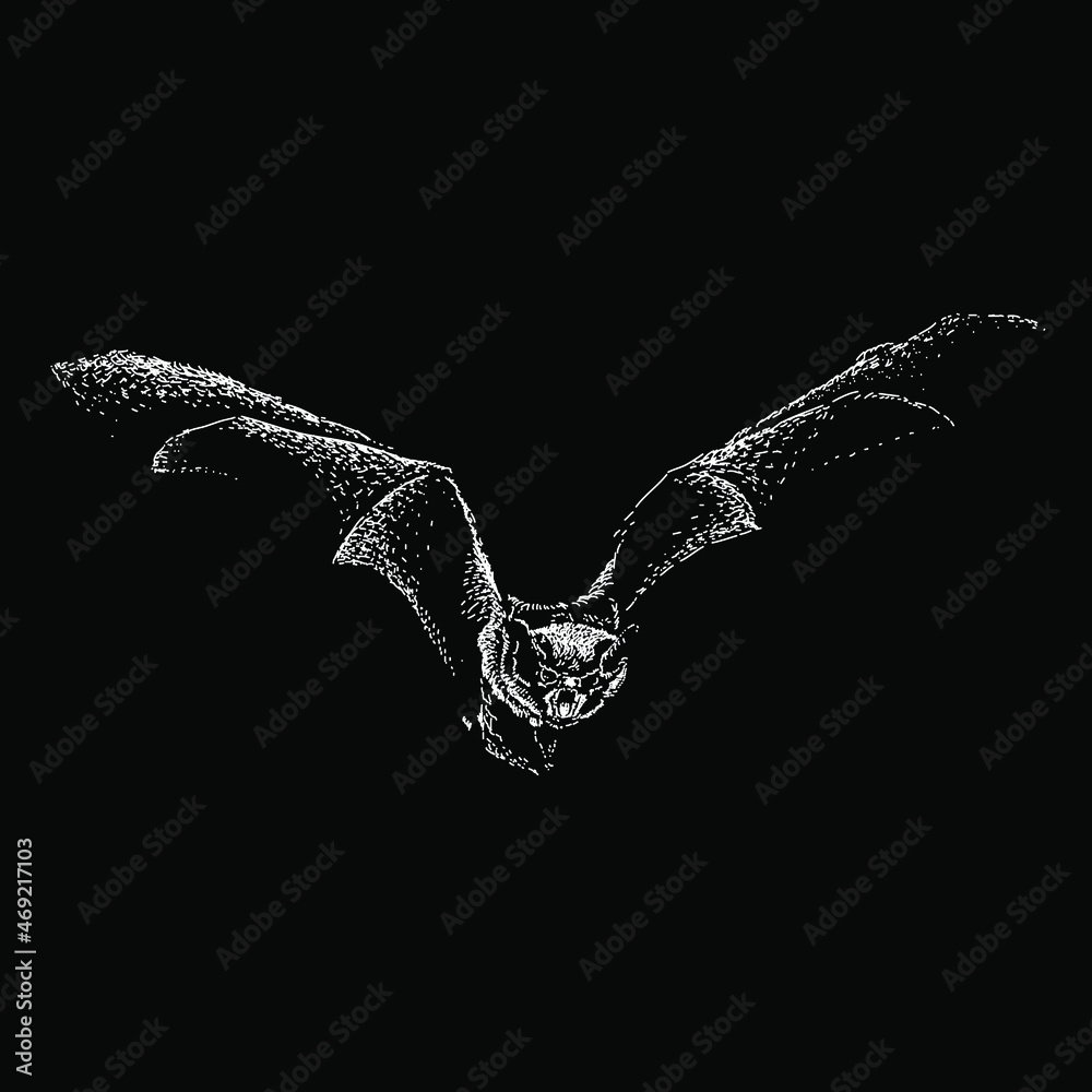 bat vector hand drawing illustration in scratch style. vector isolated ...