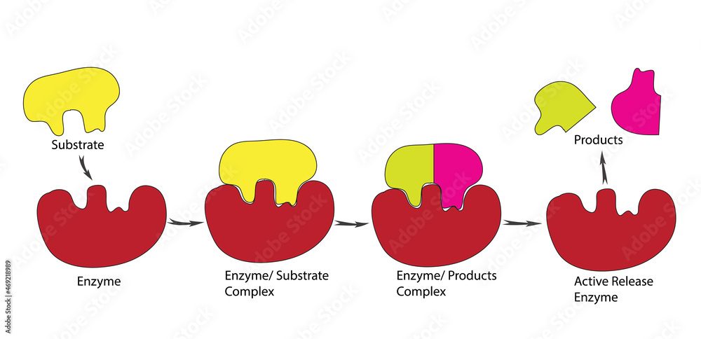 Biological illustration of enzyme substrate mechanism (enzyme substrate ...