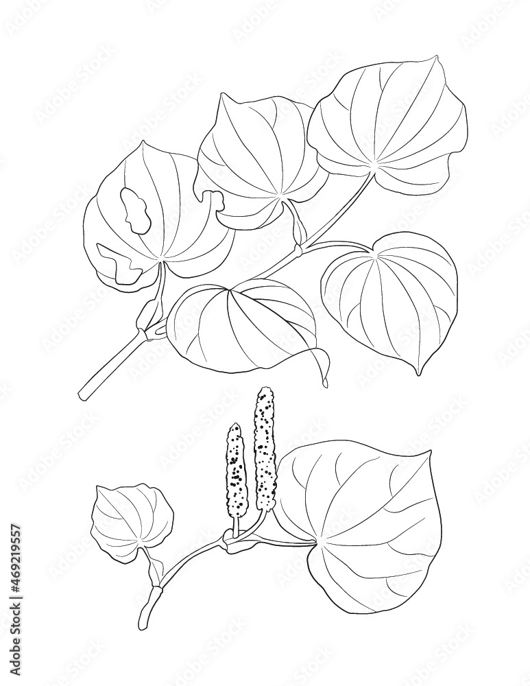 Kawakawa of New Zealand Black and White Line Art Vector Illustration ...