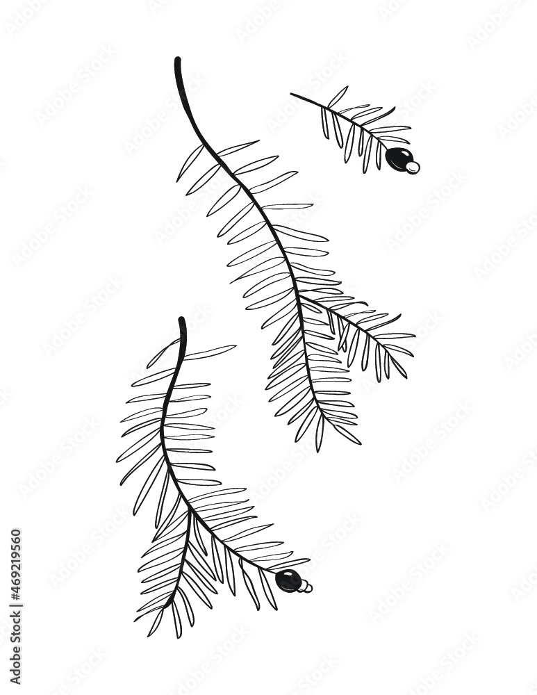 Totara of New Zealand Black and White Line Art Vector Illustration ...