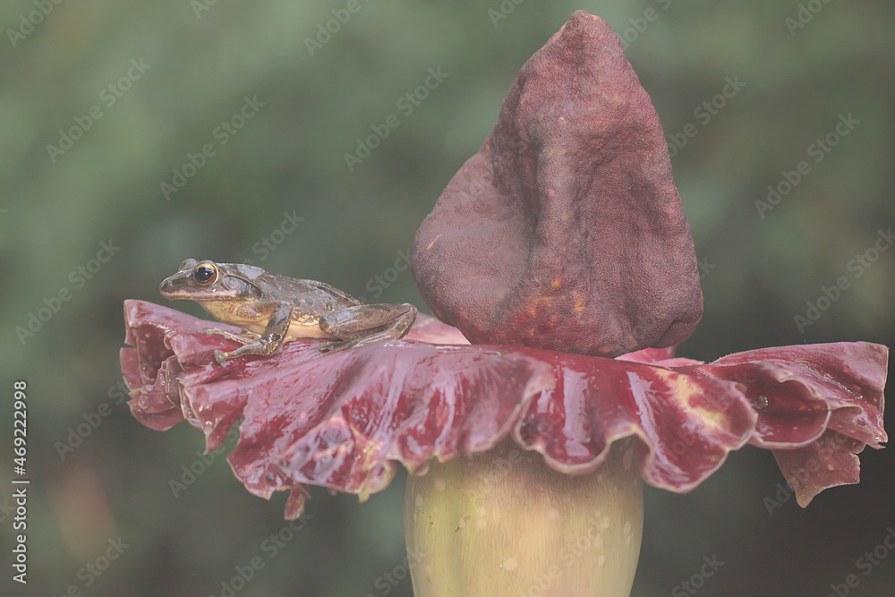 A common tree frog resting on a bush. The frog, also known as the ...