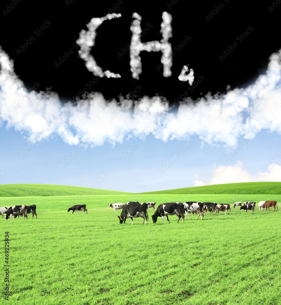 Cows grazing on pasture and CH4 text from clouds. Methane emissions ...