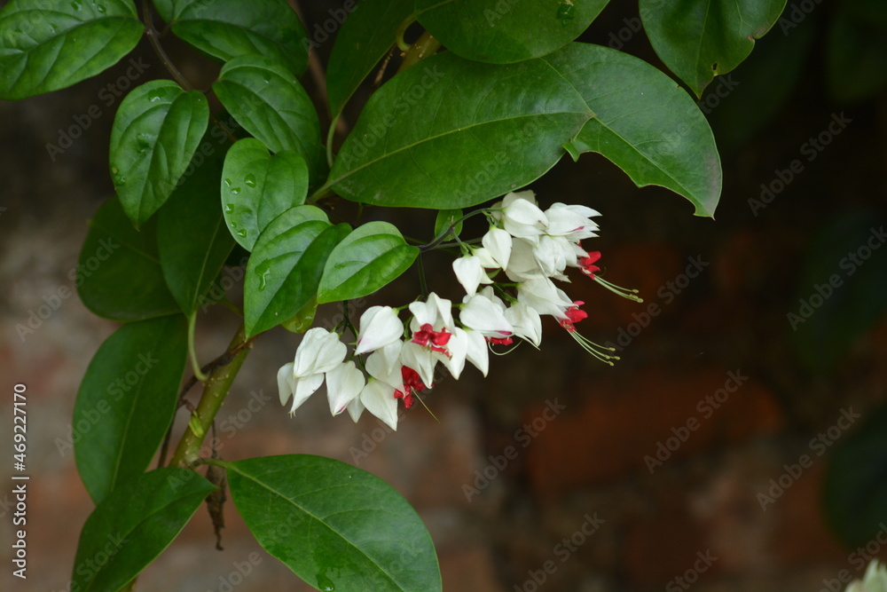 Clerodendrum thomsoniae is a species of flowering plant in the genus ...