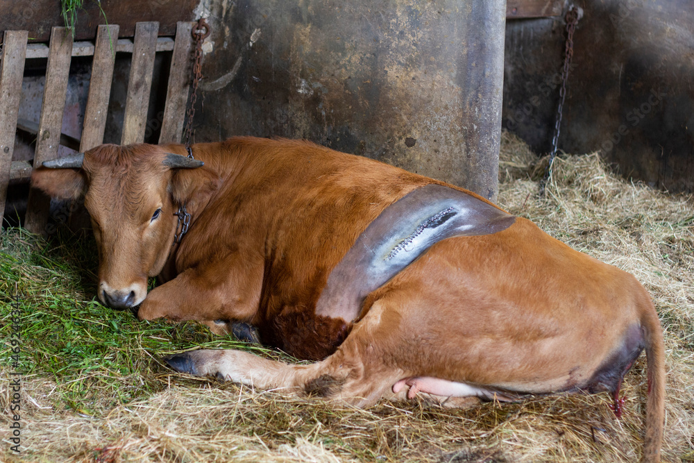 cow lying in the stable after the operation in the stomach area. you ...