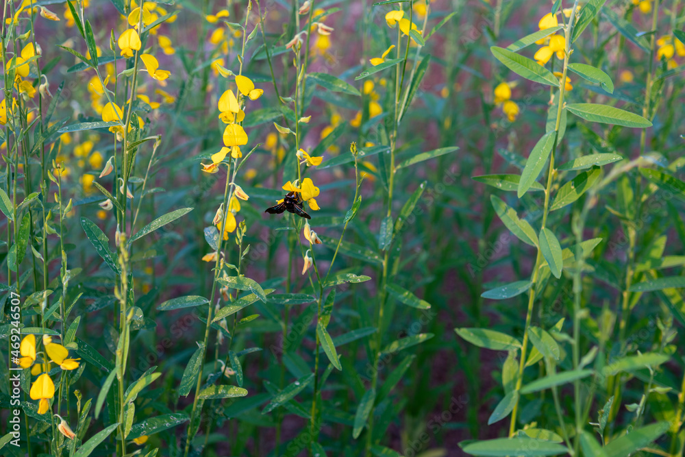 Sunn hemp trees in agricultural plots to nourish the soil Stock Photo ...