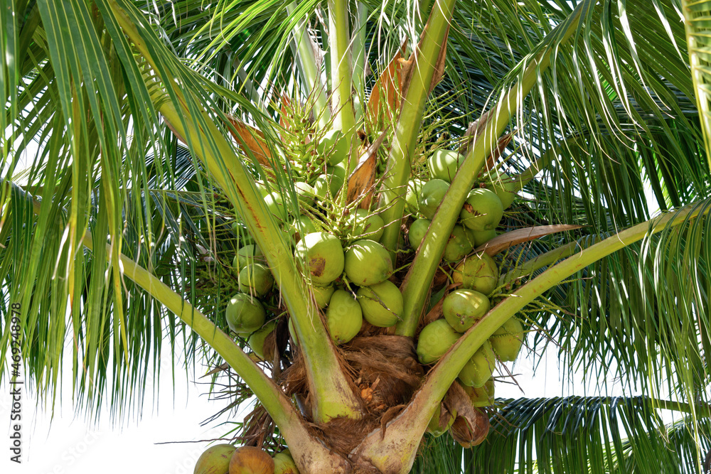Yong green coconut with a tinge of scented taste.Thai green fragrant ...