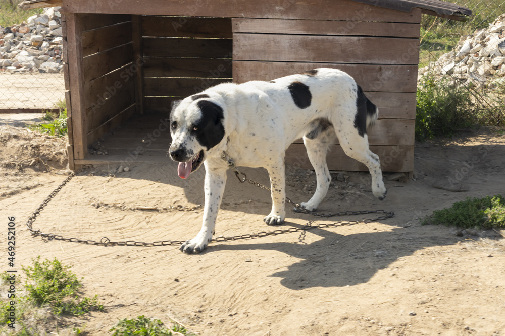 guardian dog of Alabai breed of white and black colors on chain stands ...