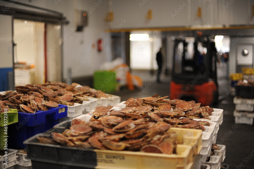 Fresh scallops in shells, seafood, fruit de mer, hotate, St James shell ...