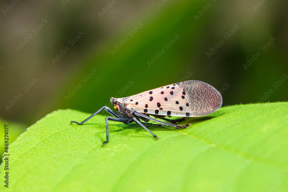 Foto de Lycorma delicatula, Lycorma delicatula is a planthopper and ...