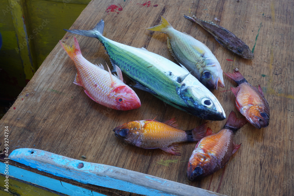 The morning catch. Net fishing in Oriental Mindoro, the Philippines ...