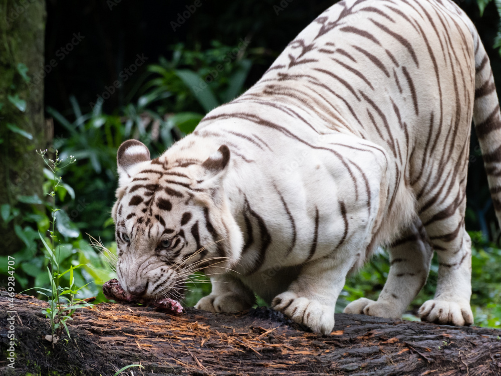 White bengal tiger photographed at the Singapore Zoo Stock Photo ...