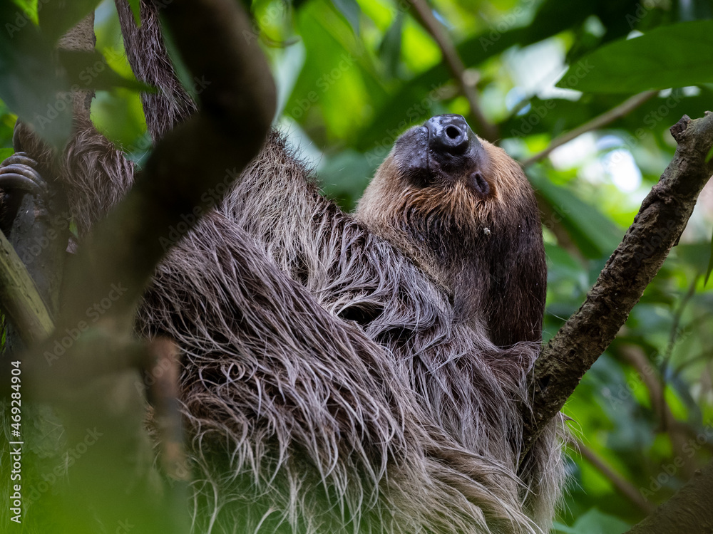 Sloth photographed at the Singapore Zoo Stock Photo | Adobe Stock