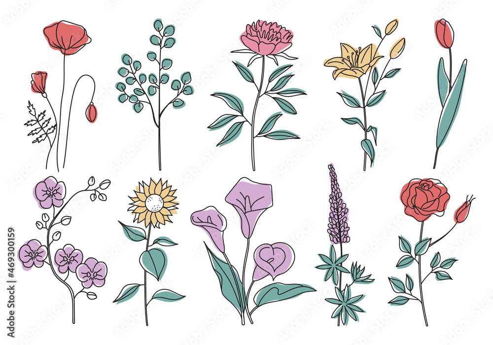 Set of line art flowers with color shapes. Lily rose eucalyptus ...