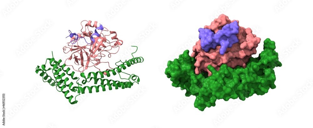 Staphylocoagulase (green) complexed with human thrombin heterodimer. 3D ...