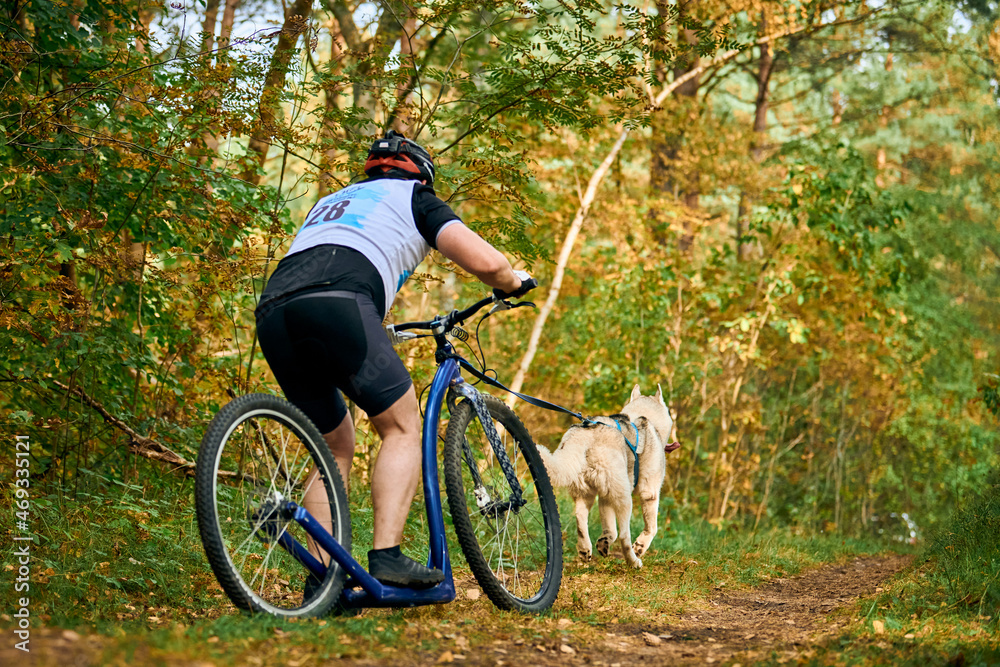 Dog scootering competition, sled dog mushing race, Siberian Husky dog ...