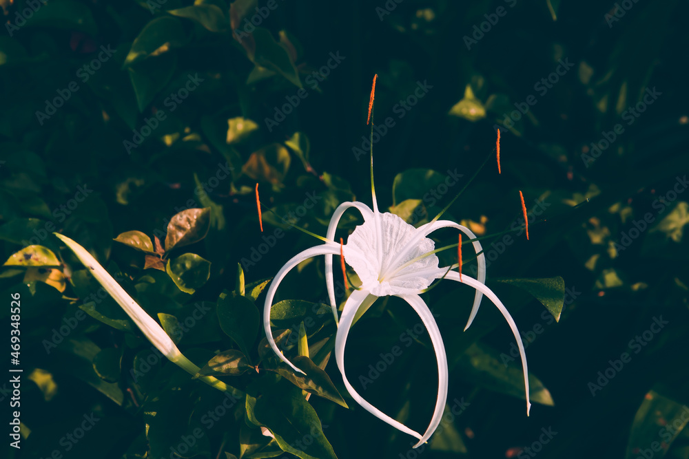 Beautiful Hymenocallis flower normally white, with a pronounced ...