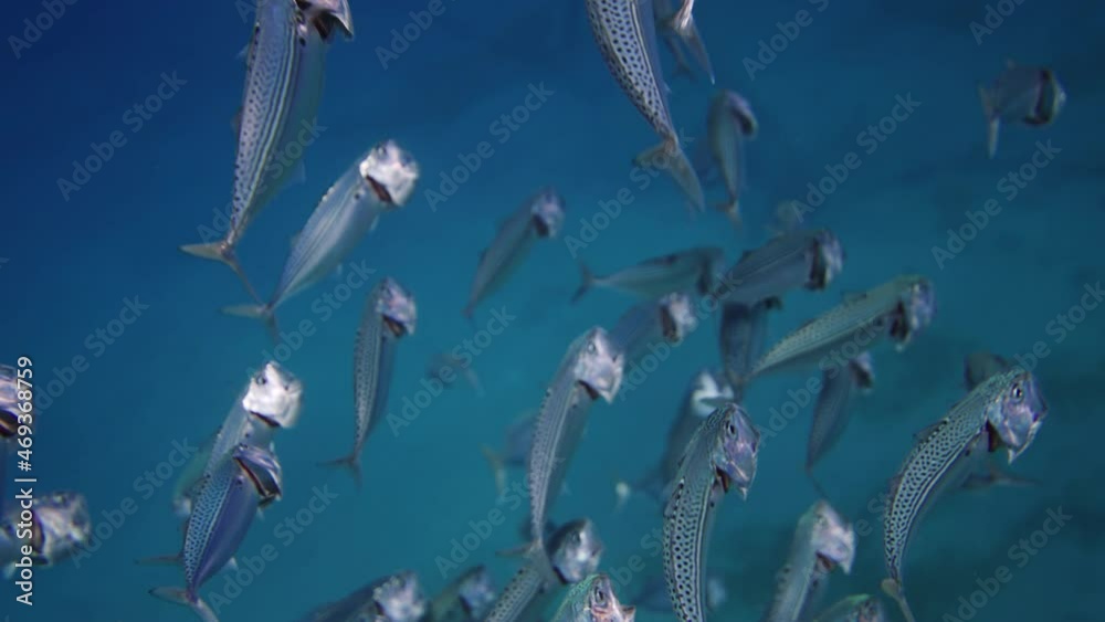 FishBowl of Indian mackerel silversides hiding behind secret rocks ...