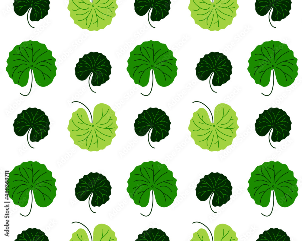Centella asiatica leaves background. Gotu cola green and white backdrop ...