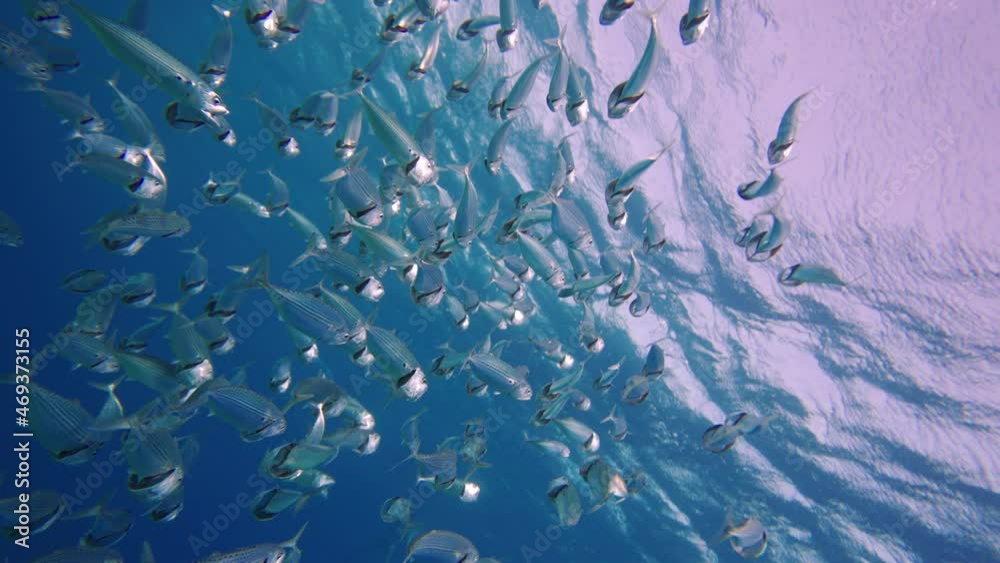 FishBowl of Indian mackerel silversides hiding behind secret rocks ...