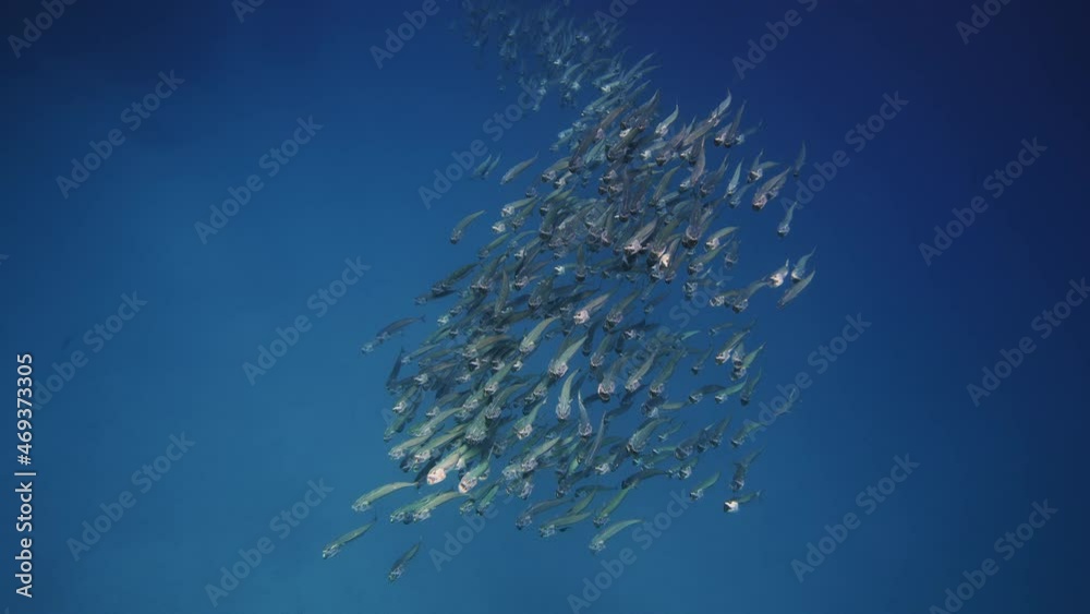 FishBowl of Indian mackerel silversides hiding behind secret rocks ...