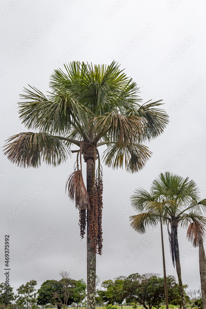 Palm trees group and ripe buriti fruits (Mauritia flexuosa), fruits ...