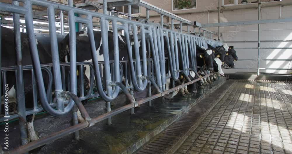 milk production process, herd of milking cows with bikers and collars ...