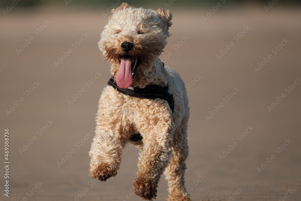 Cockapoo dog running on a beach with it's tongue out Stock Photo ...