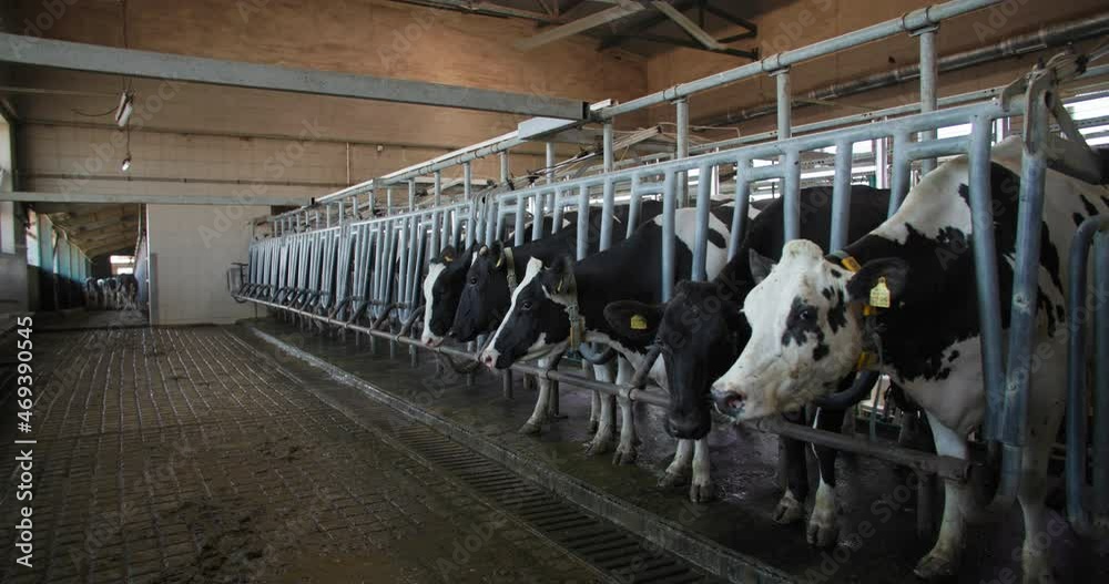 breeding cattle, beautiful dairy cows with a collar and tags in their ...