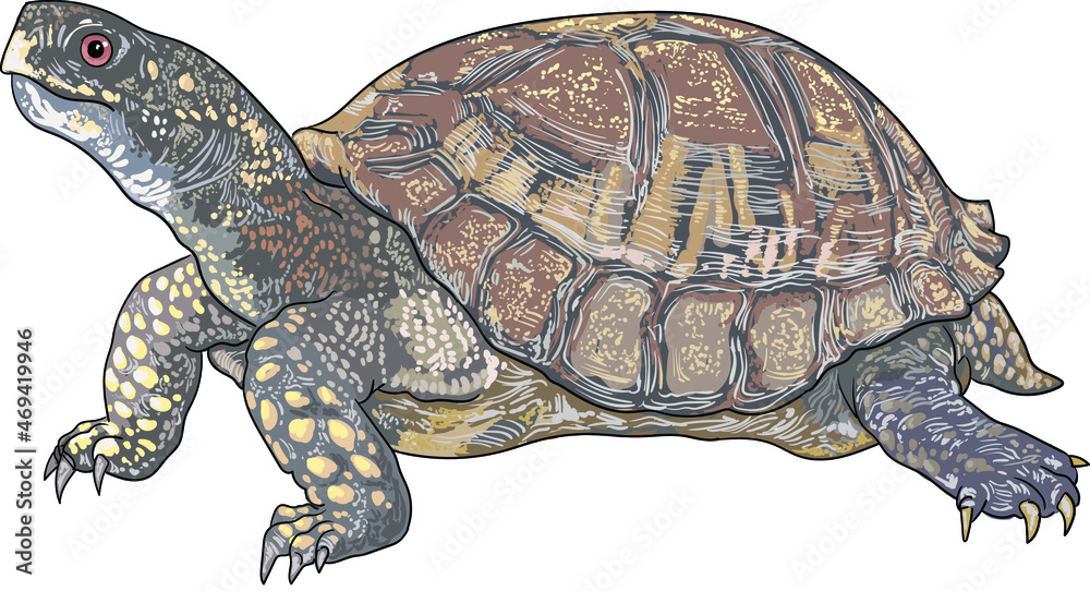 astern box turtle drawing, herbivora, art.illustration, vector Stock ...